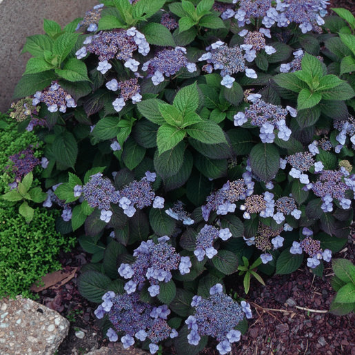 Hydrangea Serrata Blue Billow Lacecap Hydrangea | SiteOne