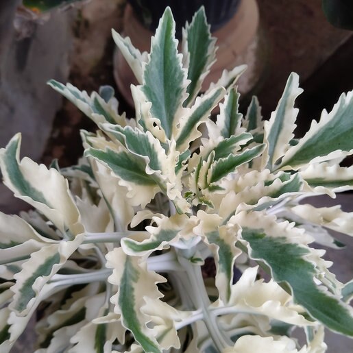 Lavandula Allardii Lavender | SiteOne