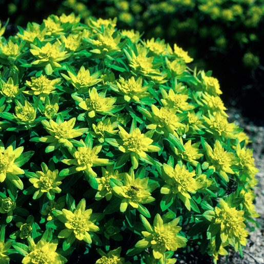 Euphorbia Polychroma Cushion Spurge | SiteOne