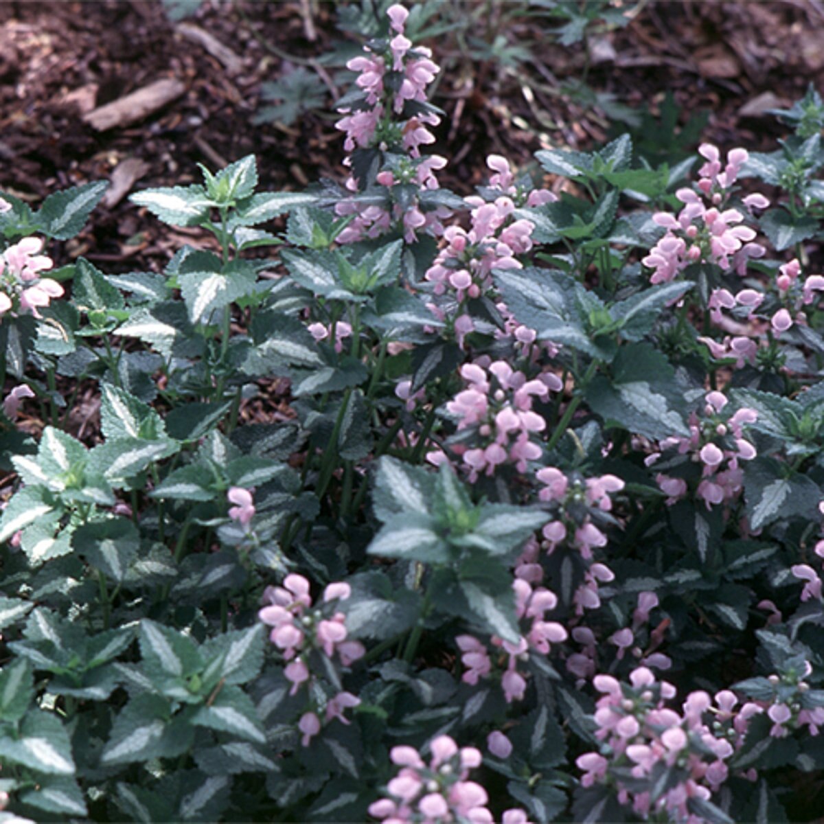 Lamium Maculatum Shell Pink Deadnettle | SiteOne