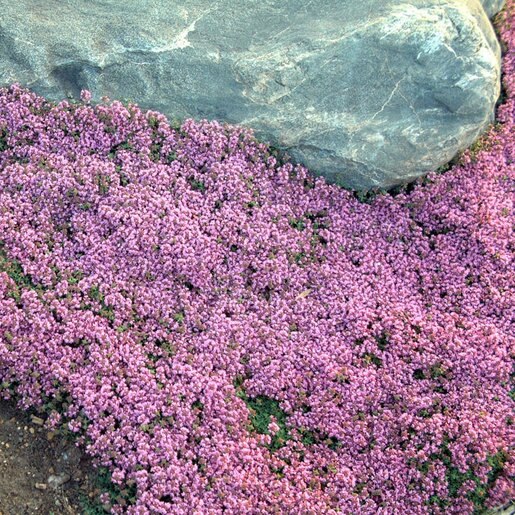 Thymus Praecox Coccineus Red Creeping Thyme | SiteOne