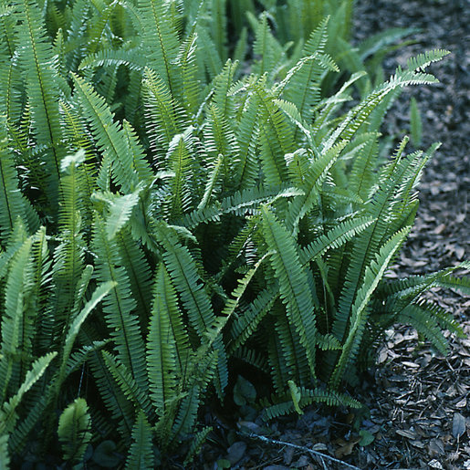 Dryopteris Ludoviciana Southern Wood Fern | SiteOne