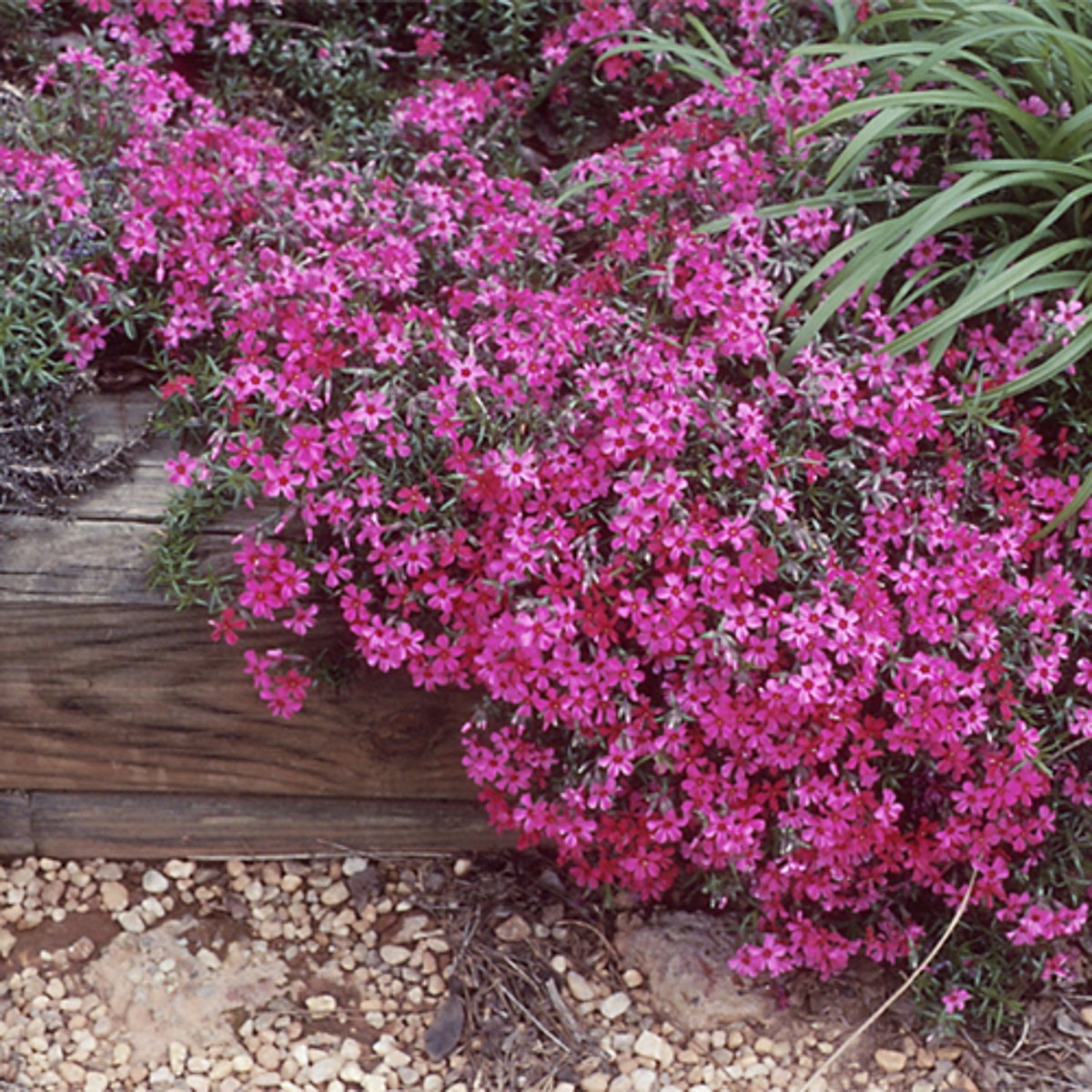 Phlox Subulata Scarlet Flame Creeping Phlox | SiteOne