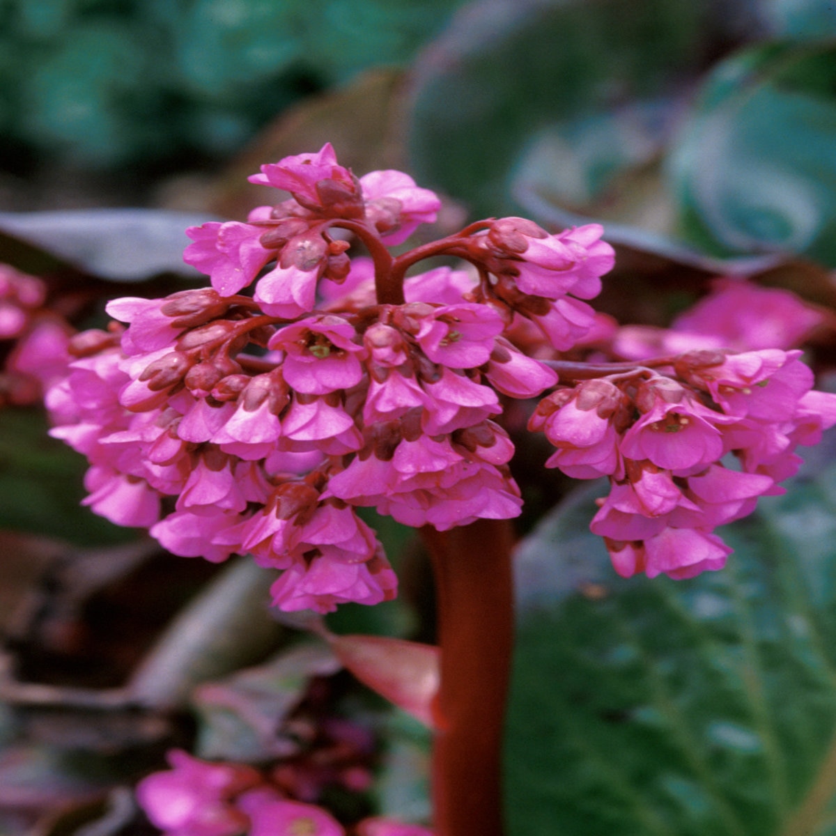 Bergenia Cordifolia Rotblum Red Beauty Pigsqueak | SiteOne