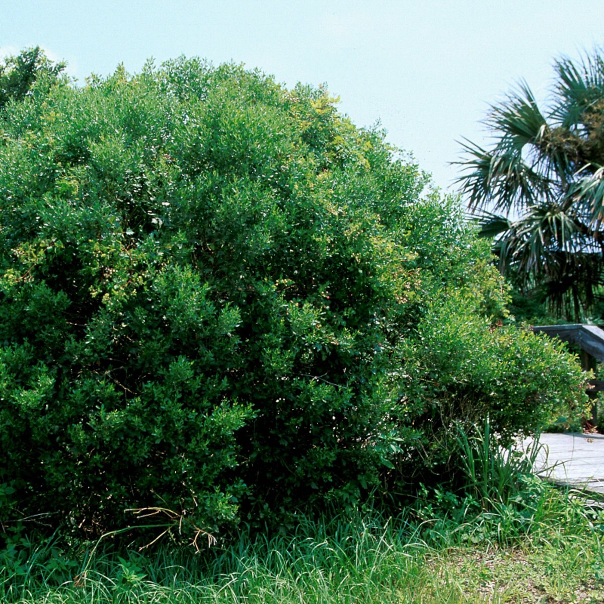 Baccharis Halimifolia Groundsel Bush | SiteOne