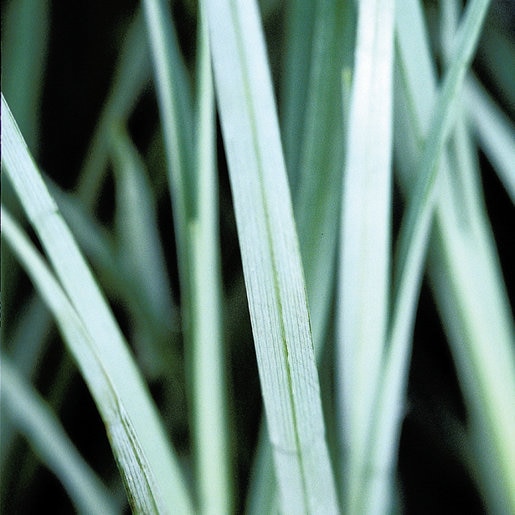 Carex Flacca Blue Zinger Blue Sedge | SiteOne