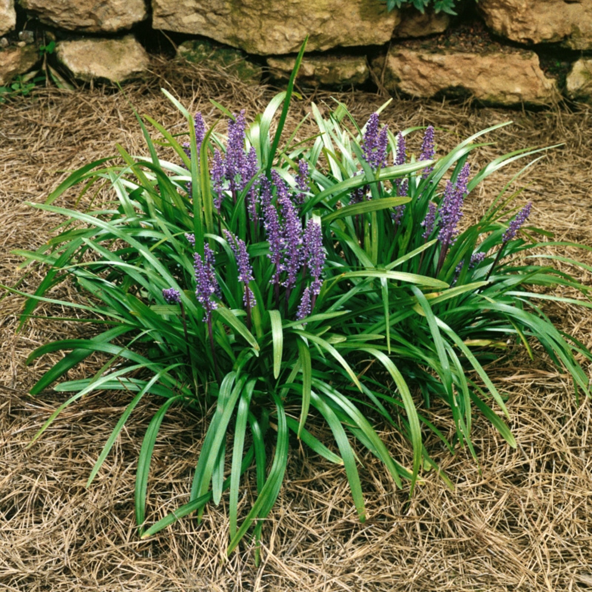 Liriope Muscari Royal Purple Lilyturf | SiteOne