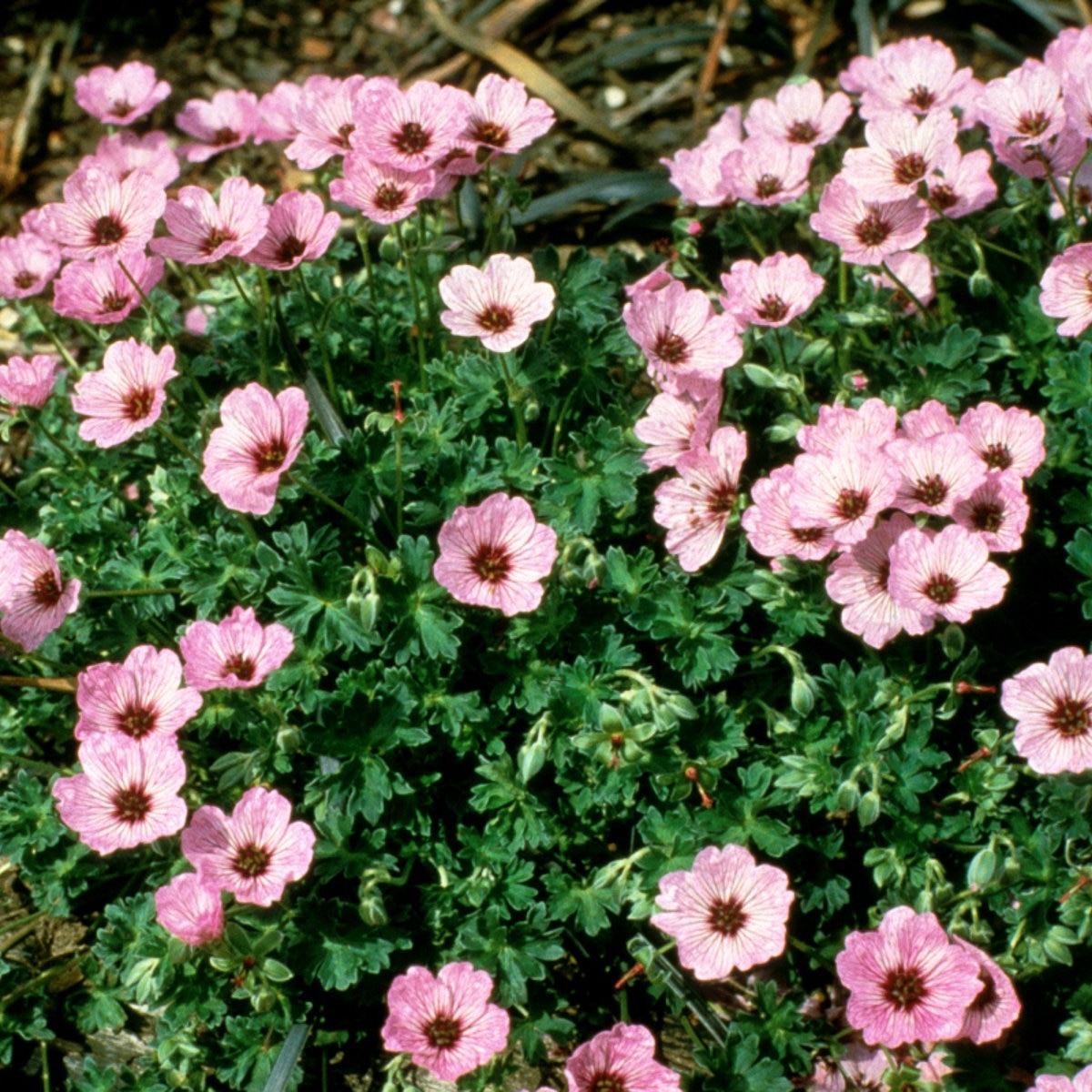 Geranium Cinereum Ballerina Cranesbill | SiteOne