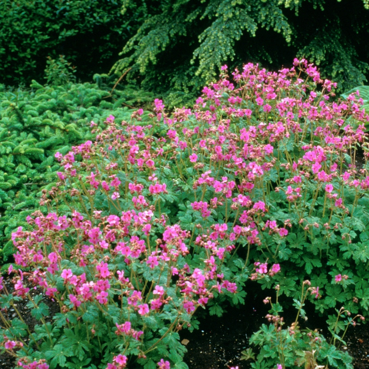 Geranium Macrorrhizum Bevans Variety Geranium | SiteOne