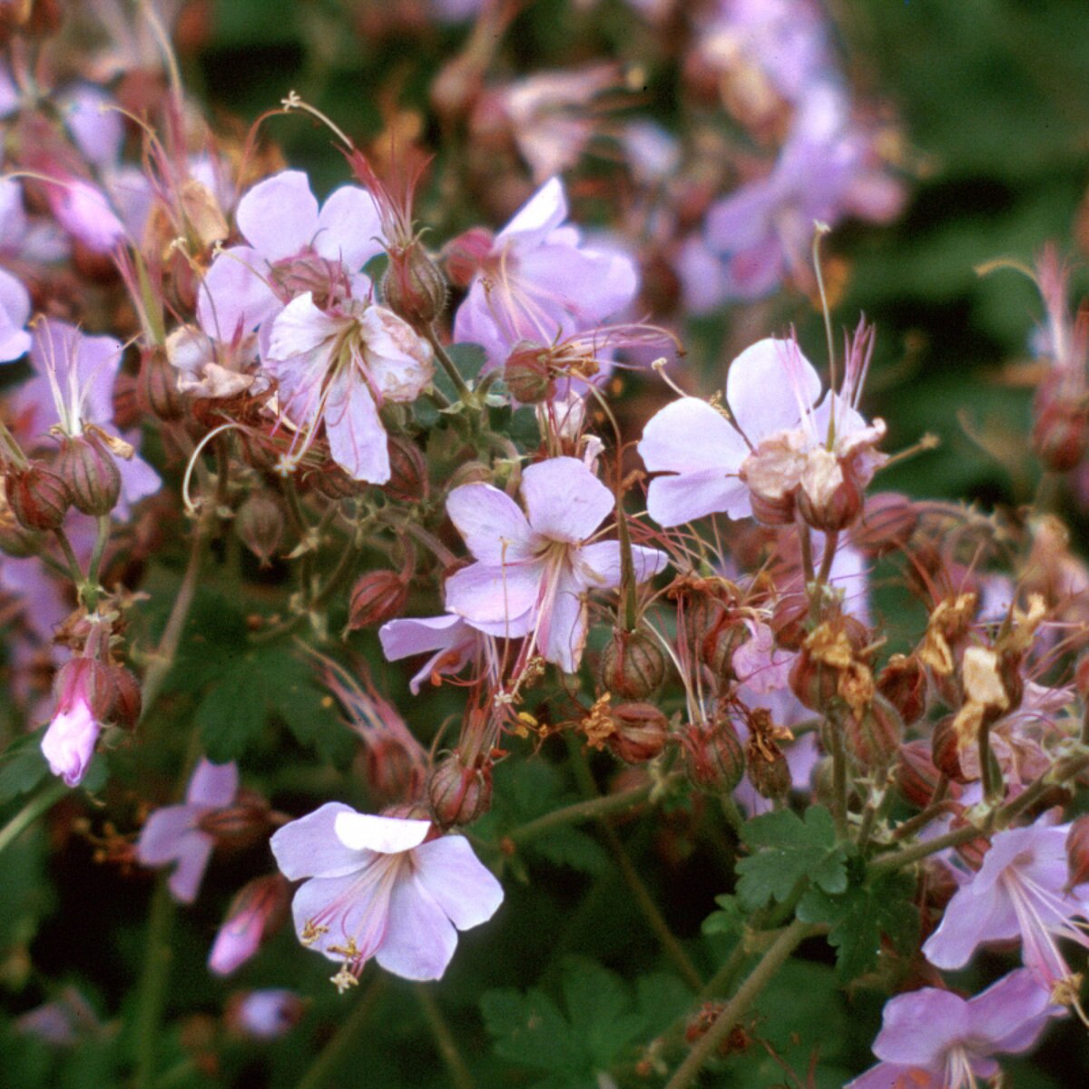 Geranium Macrorrhizum Ingwersens Variety Cranesbill | SiteOne