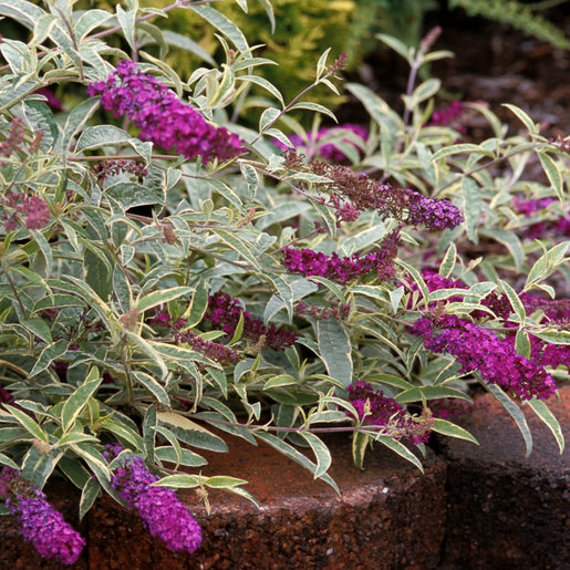 Buddleia Davidii Harlequin Butterfly Bush | SiteOne