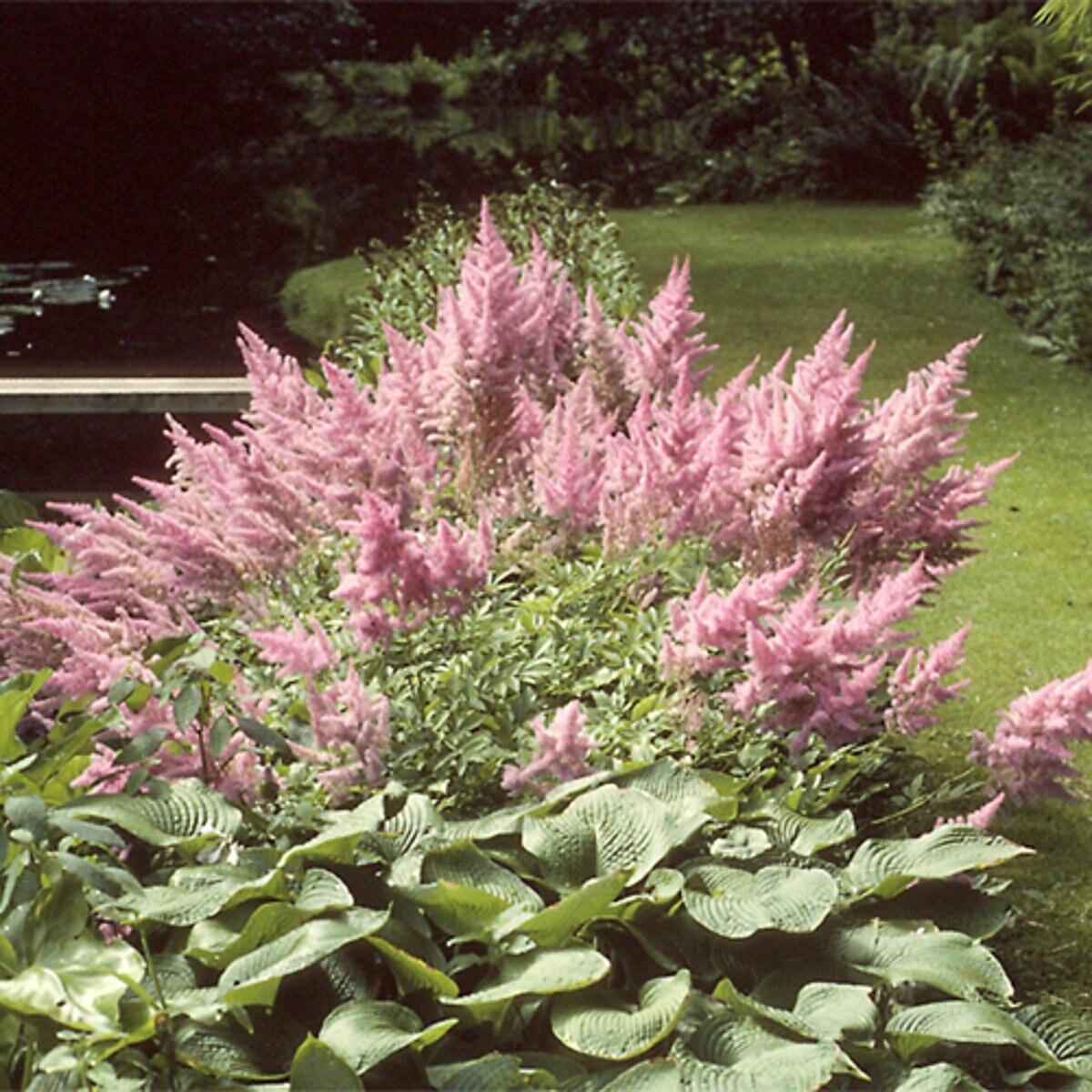 Astilbe X Arendsii Amethyst Astilbe | SiteOne