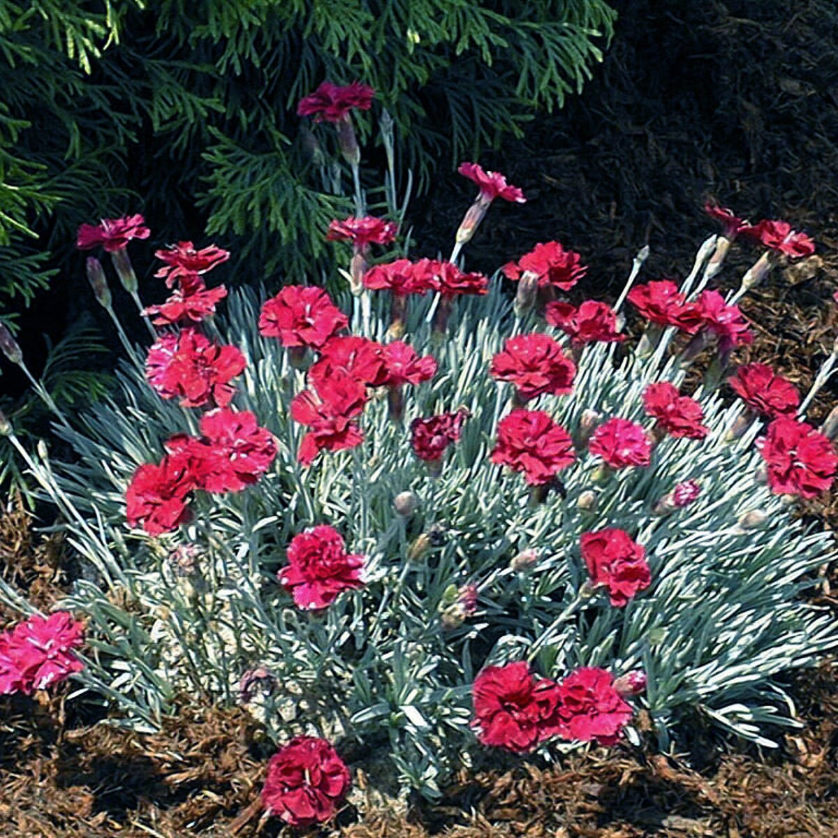 Dianthus X Allwoodii Frosty Fire Pinks | SiteOne