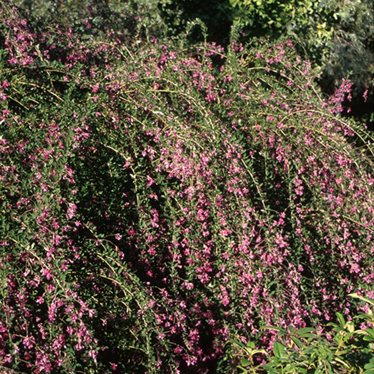 Leedeza Thunbergii Gibraltar Pink Bush Clover | SiteOne
