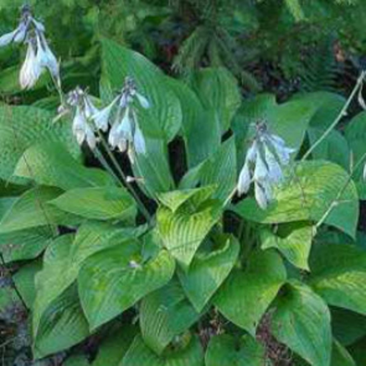 Hosta Marmalade on Toast Plantain Lily | SiteOne