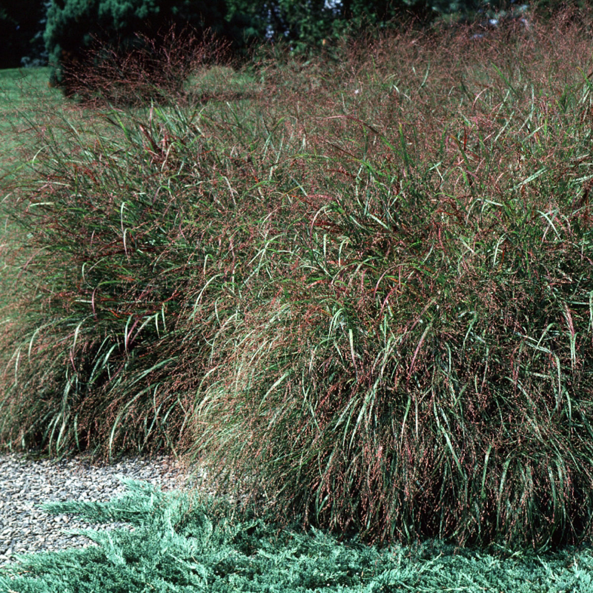 Panicum Virgatum Haense Herms Switch Grass | SiteOne