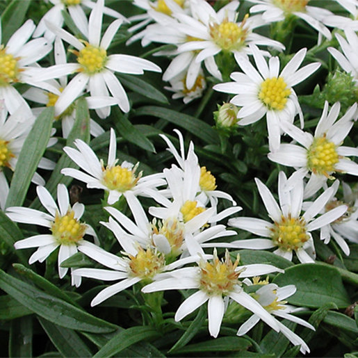 Aster Ericoides Snow Flurry Aster | SiteOne