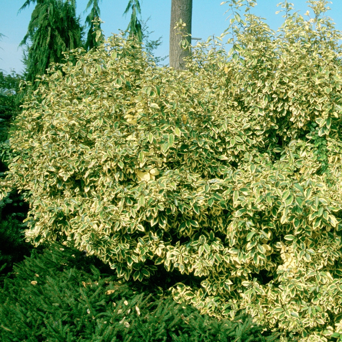 Elaeagnus X Ebbingei Gilt Edge Oleaster | SiteOne