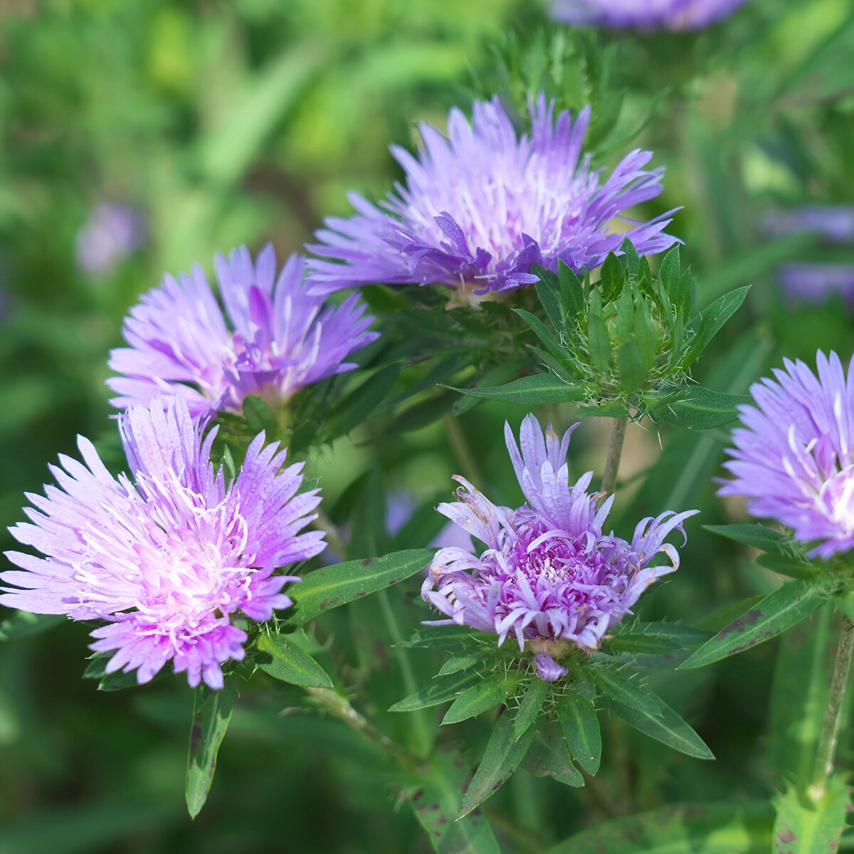 Stokesia Laevis Blue Danube Stokes Aster | SiteOne