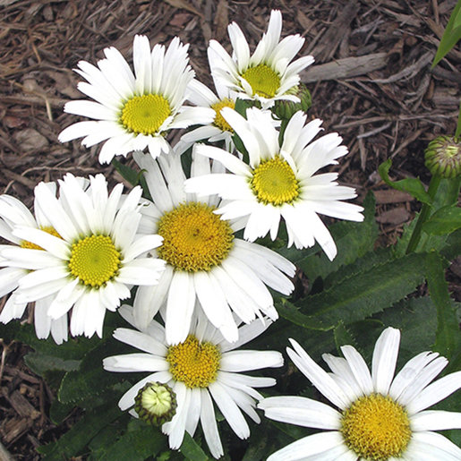 Leucanthemum X Superbum Snow Lady Shasta Daisy | SiteOne