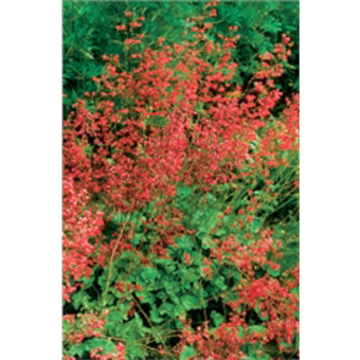Heuchera X Bressingham Hybrids Coral Bells | SiteOne
