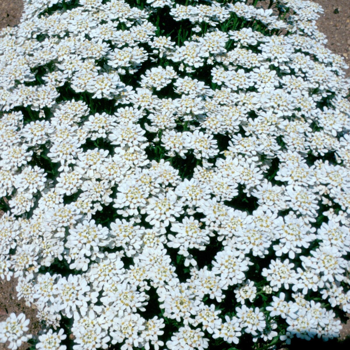 Iberis Sempervirens Snowflake Candytuft | SiteOne
