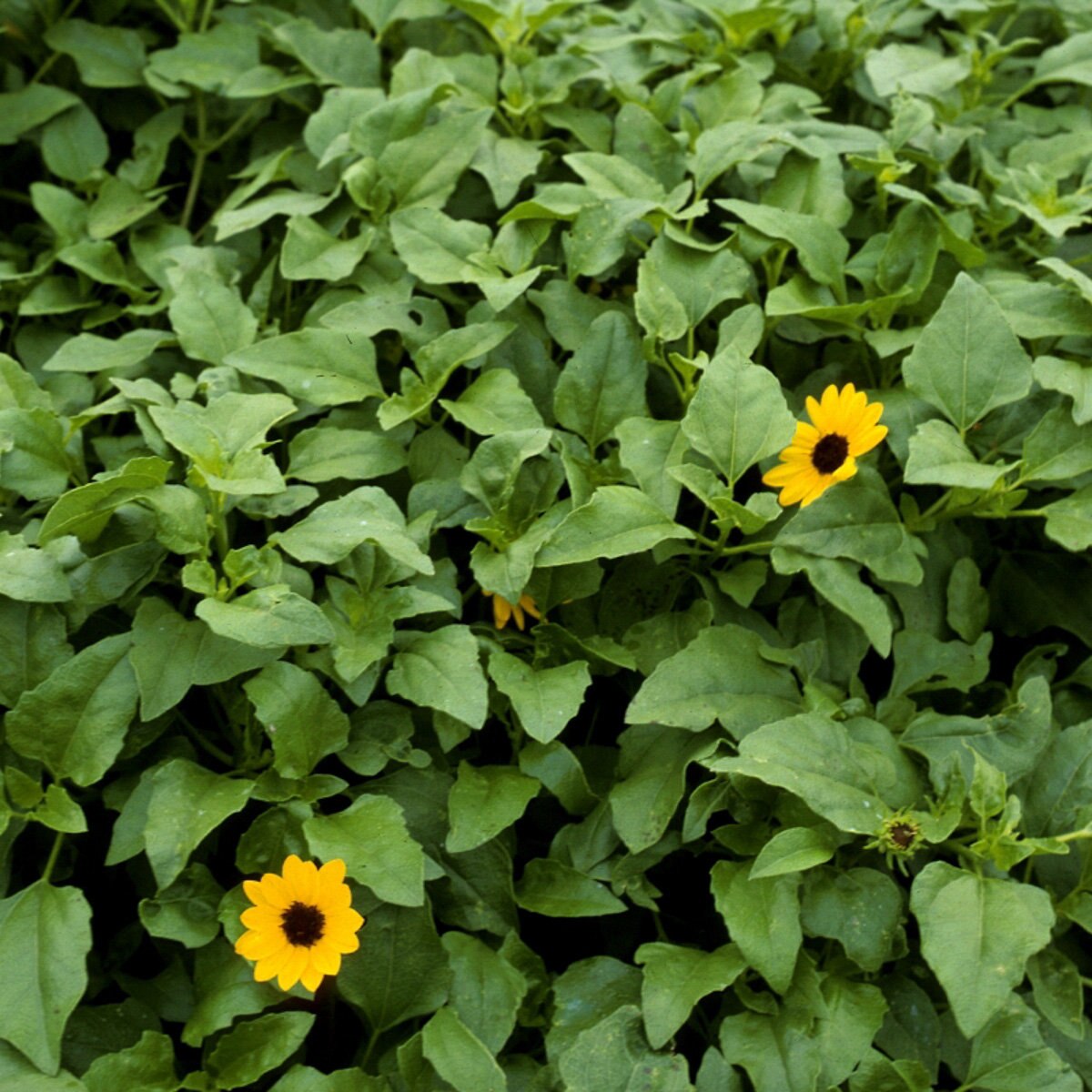 Helianthus Debilis Cucumberleaf Sunflower | SiteOne