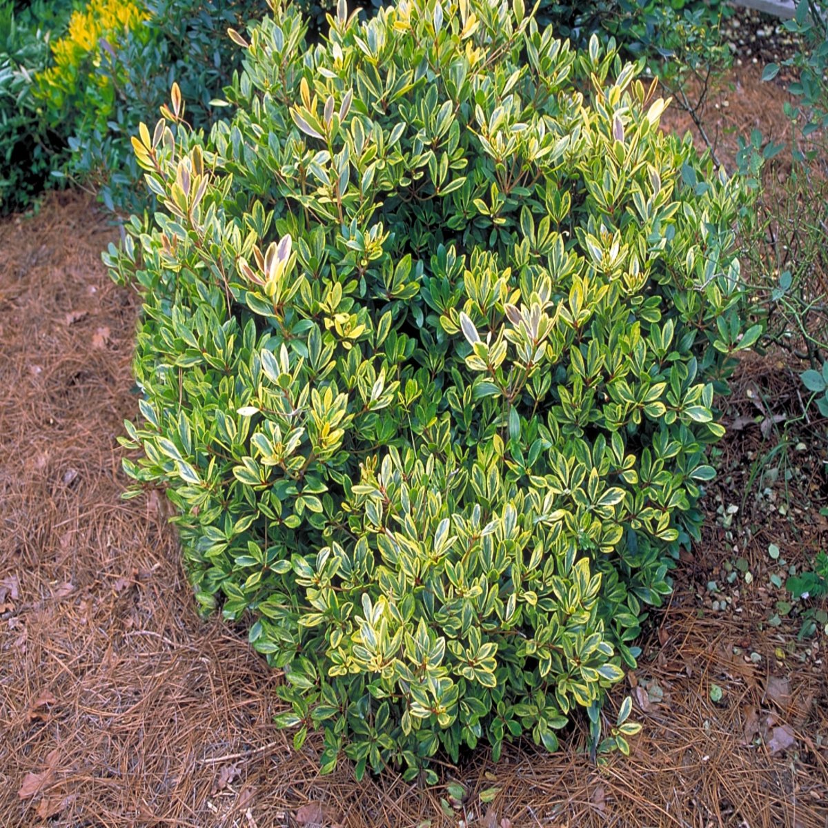 Ternstroemia Gymnanthera Variegata Cleyera | SiteOne