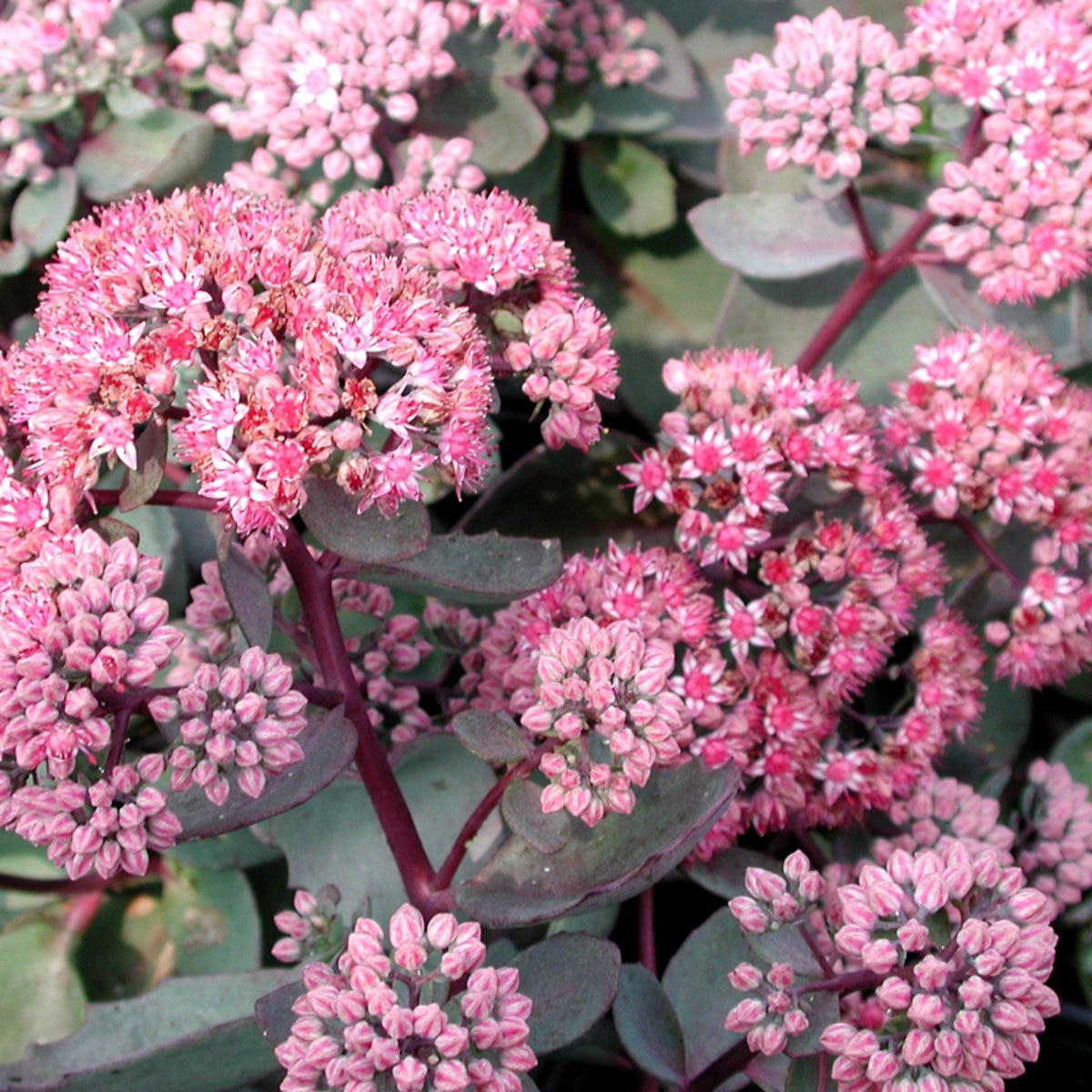 Vera Jameson Stonecrop Sedum