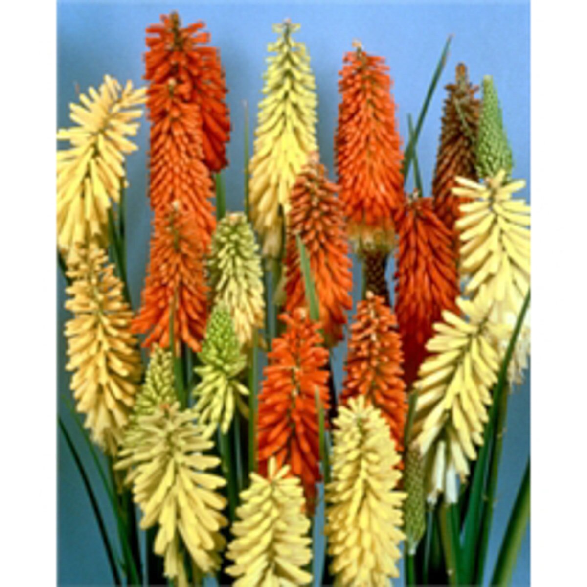 Kniphofia Uvaria Flamenco Mixture Red Hot Poker | SiteOne