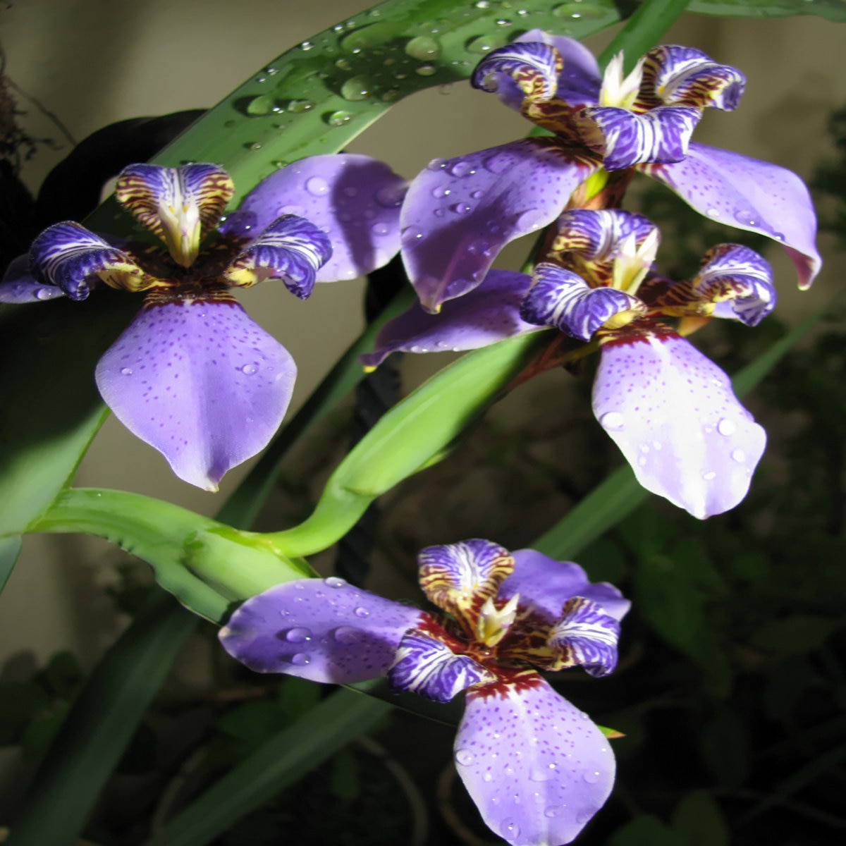 Neomarica Caerulea Regina Giant Apostle Walking Iris | SiteOne