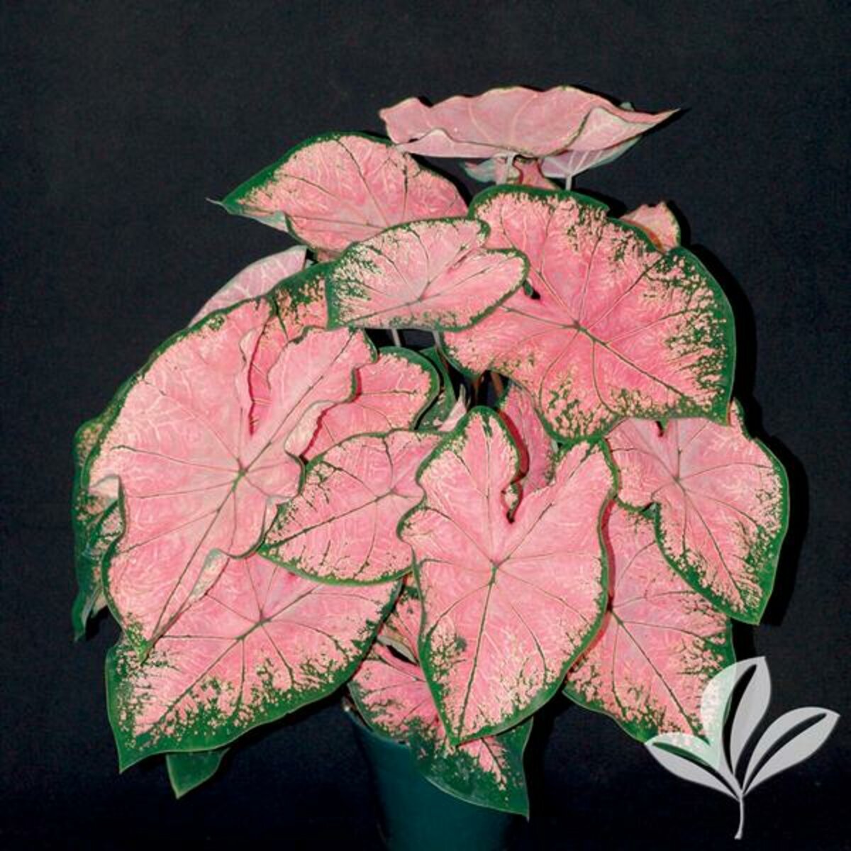 Caladium X Pink Splash Angel Wings | SiteOne