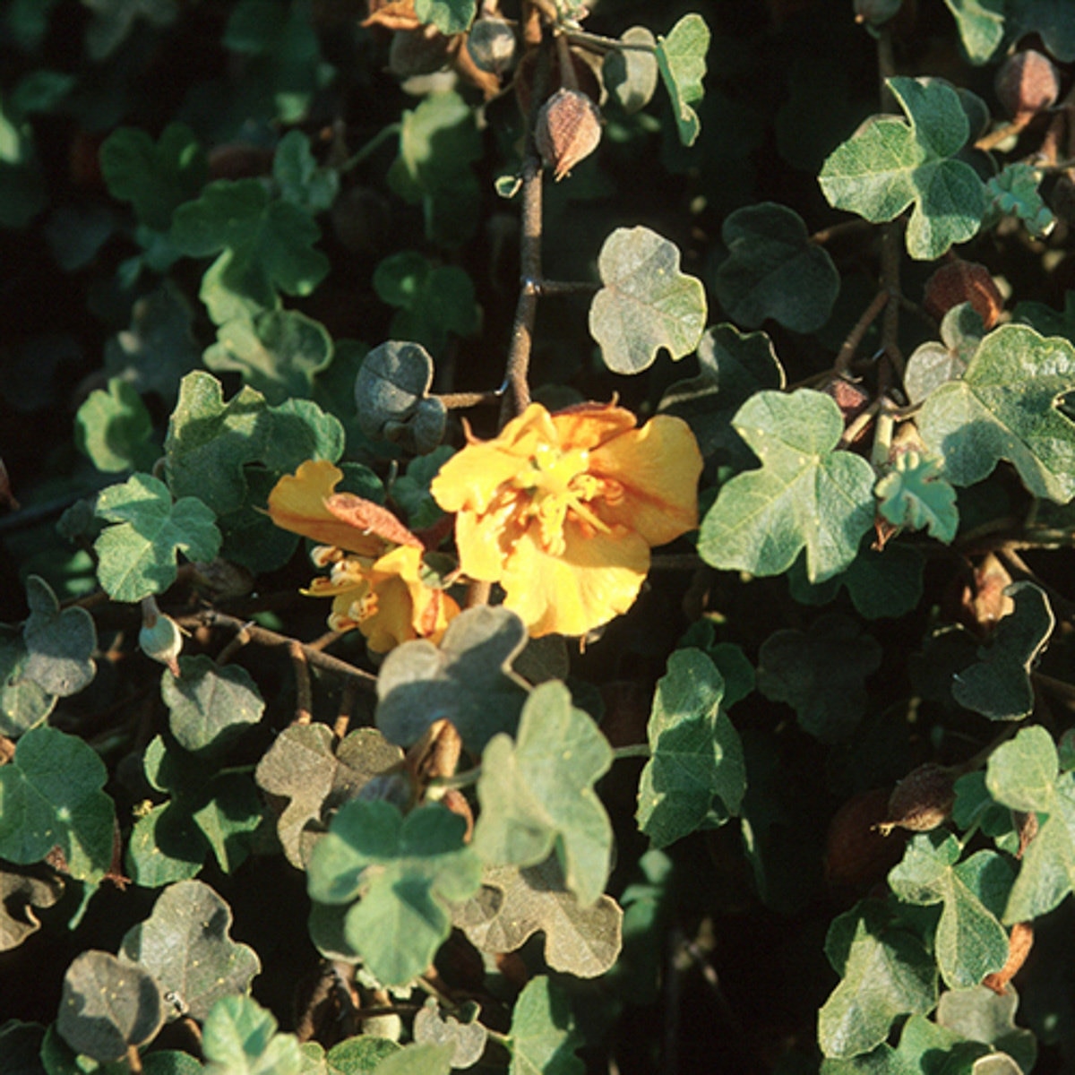 Fremontodendron Ken Taylor Flannel Bush | SiteOne