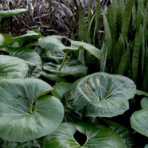 Ligularia Tussilaginea Gigantea Leopard Plant | SiteOne