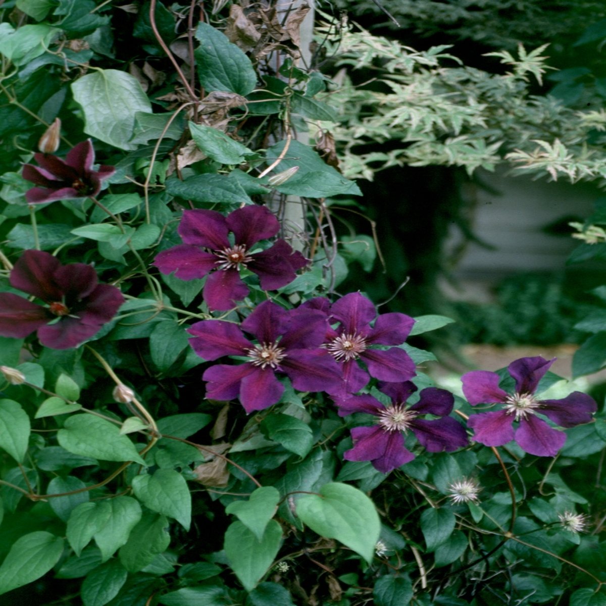 Clematis Viticella Etoile Violette Clematis | SiteOne