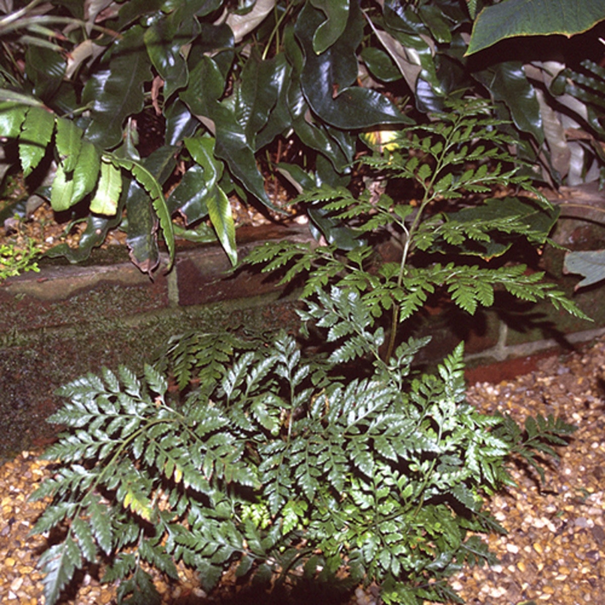 Rumohra Adiantiformis Leatherleaf Fern | SiteOne