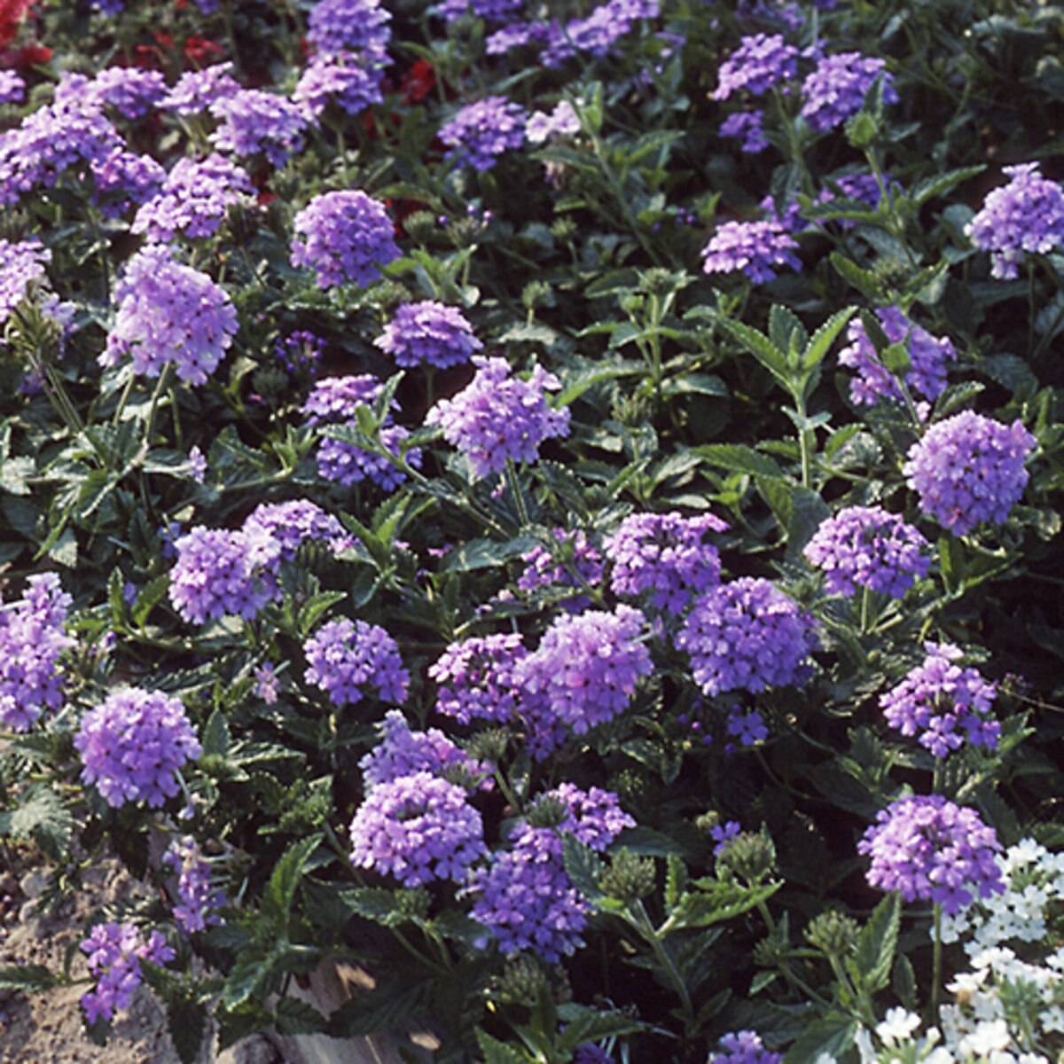 Verbena Canadensis Blue Princess Vervain | SiteOne