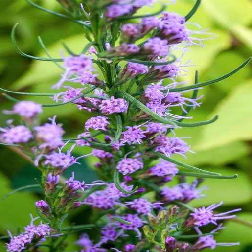Liatris Microcephala Smallhead Blazing Star | SiteOne