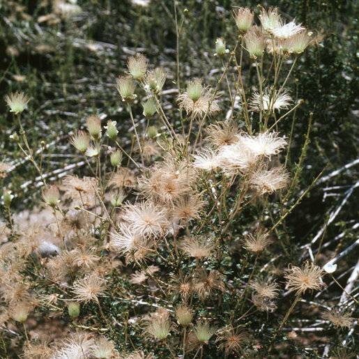 Fallugia Paradoxa Apache Plume | SiteOne