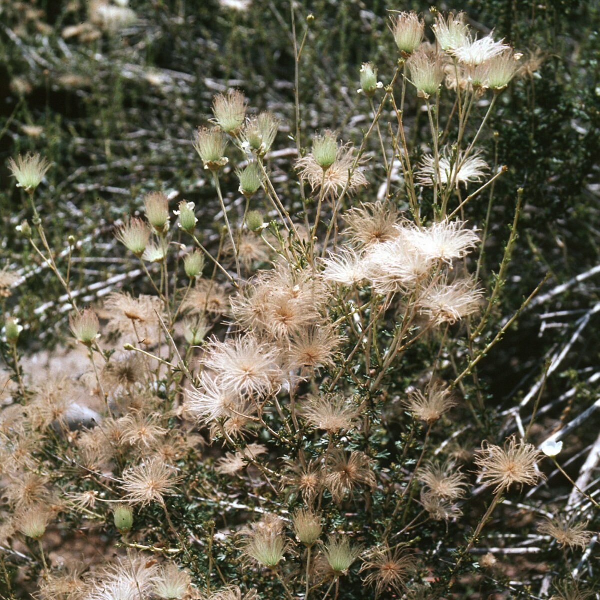Fallugia Paradoxa Apache Plume | SiteOne
