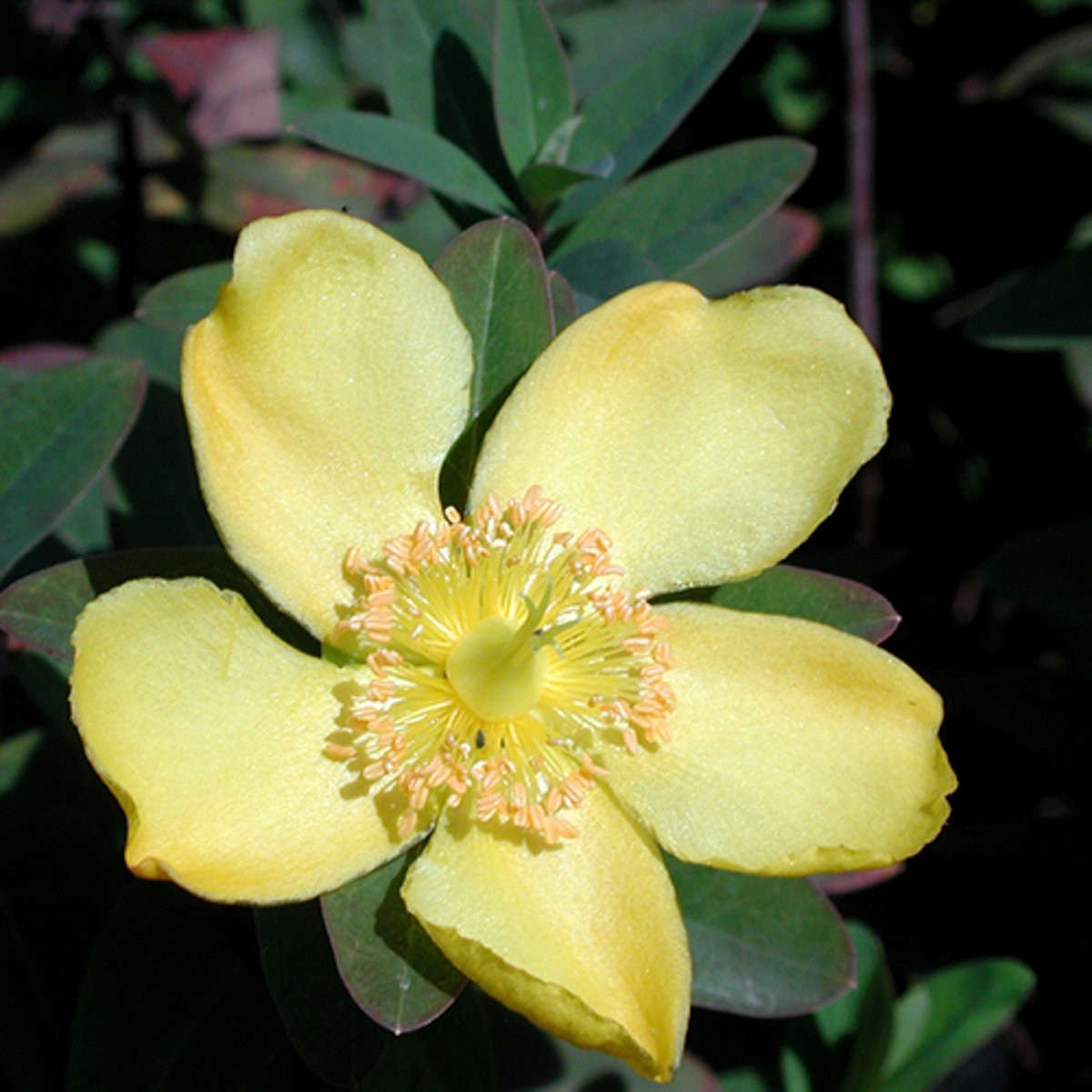 Hypericum Patulum Sungold St. Johns Wort | SiteOne