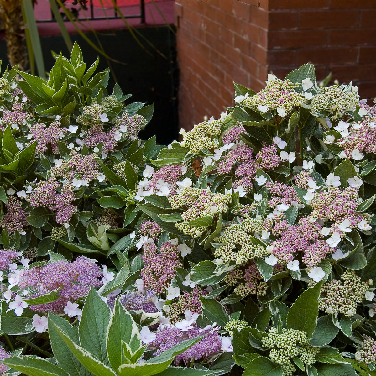 Hydrangea Macrophylla Bailday Light-O-Day Lacecap Hydra | SiteOne
