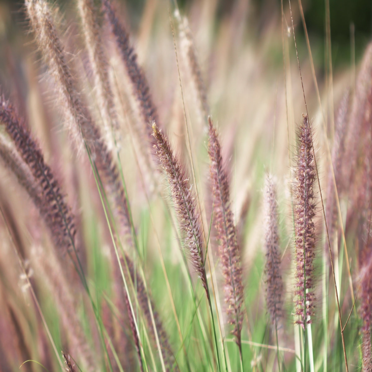 Nassella Pulchra Purple Needle Grass | SiteOne
