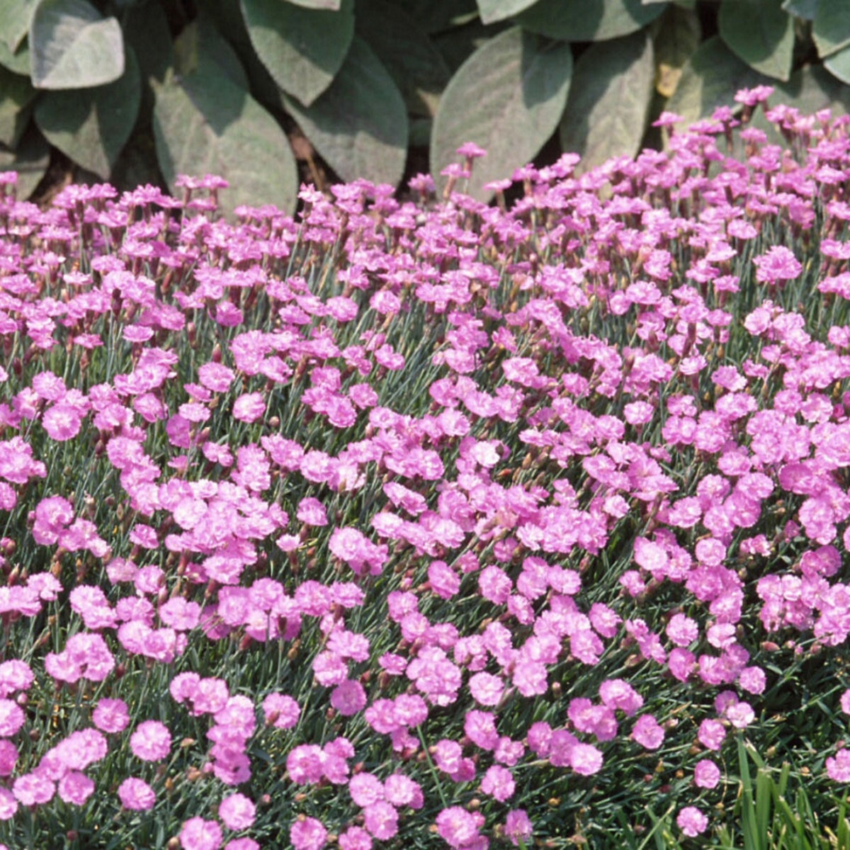 Dianthus Gratianopolitanus Tiny Rubies Pinks | SiteOne