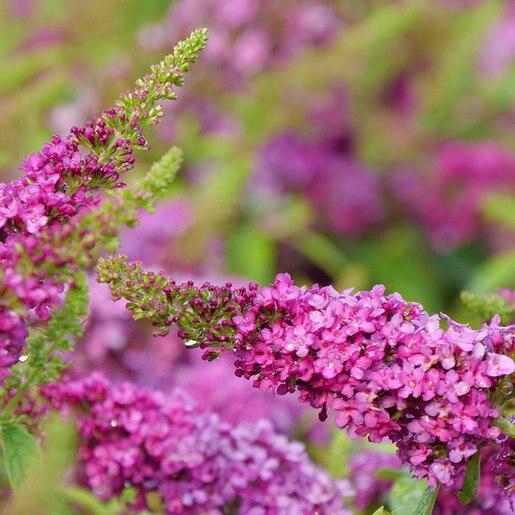 Buddleia X Lo & Behold Ruby Chip Butterfly Bush | SiteOne