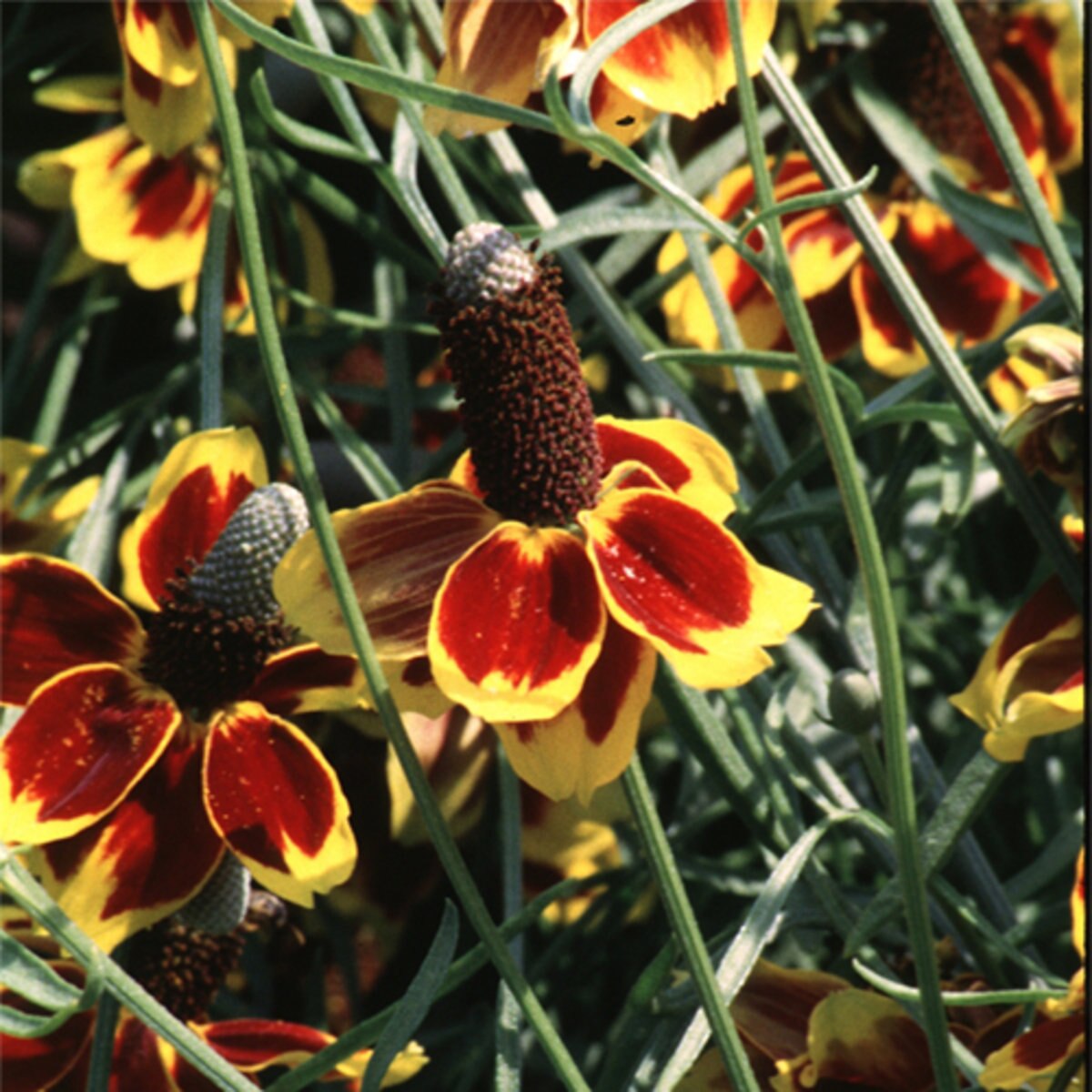 Ratibida Columnifera Mexican Hat | SiteOne