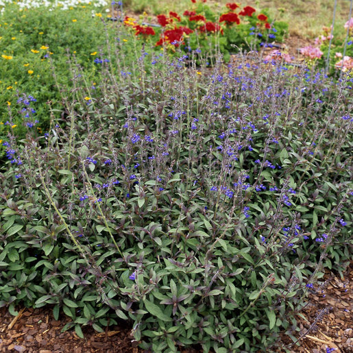 Salvia Sinaloensis Blue Sage | SiteOne