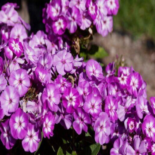 Phlox Paniculata Candy Store Ditomsur Grape Lollipop Ph | SiteOne