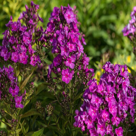 Phlox Paniculata Candy Store Ditomsur Grape Lollipop Ph | SiteOne