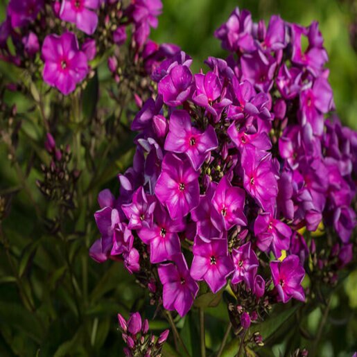Phlox Paniculata Candy Store Ditomsur Grape Lollipop Ph | SiteOne